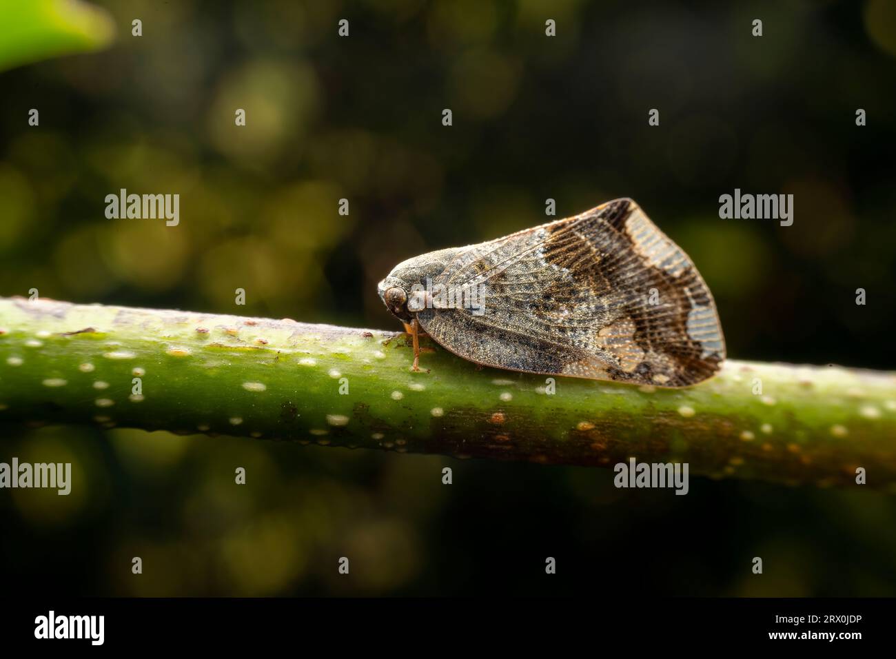 planthopper in the wild state Stock Photo - Alamy