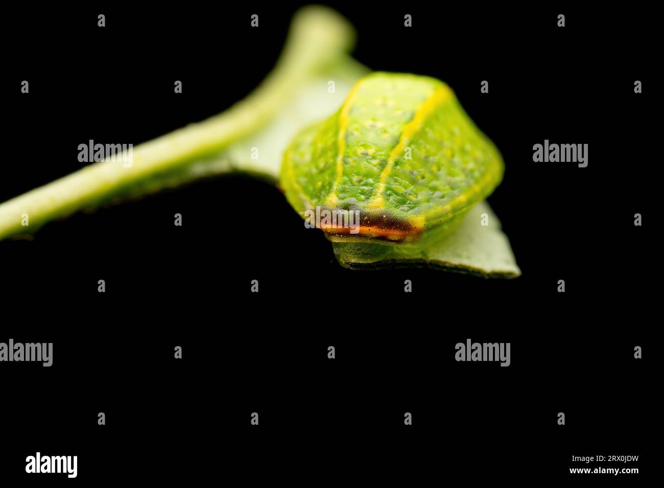 Eucleid hi-res stock photography and images - Alamy