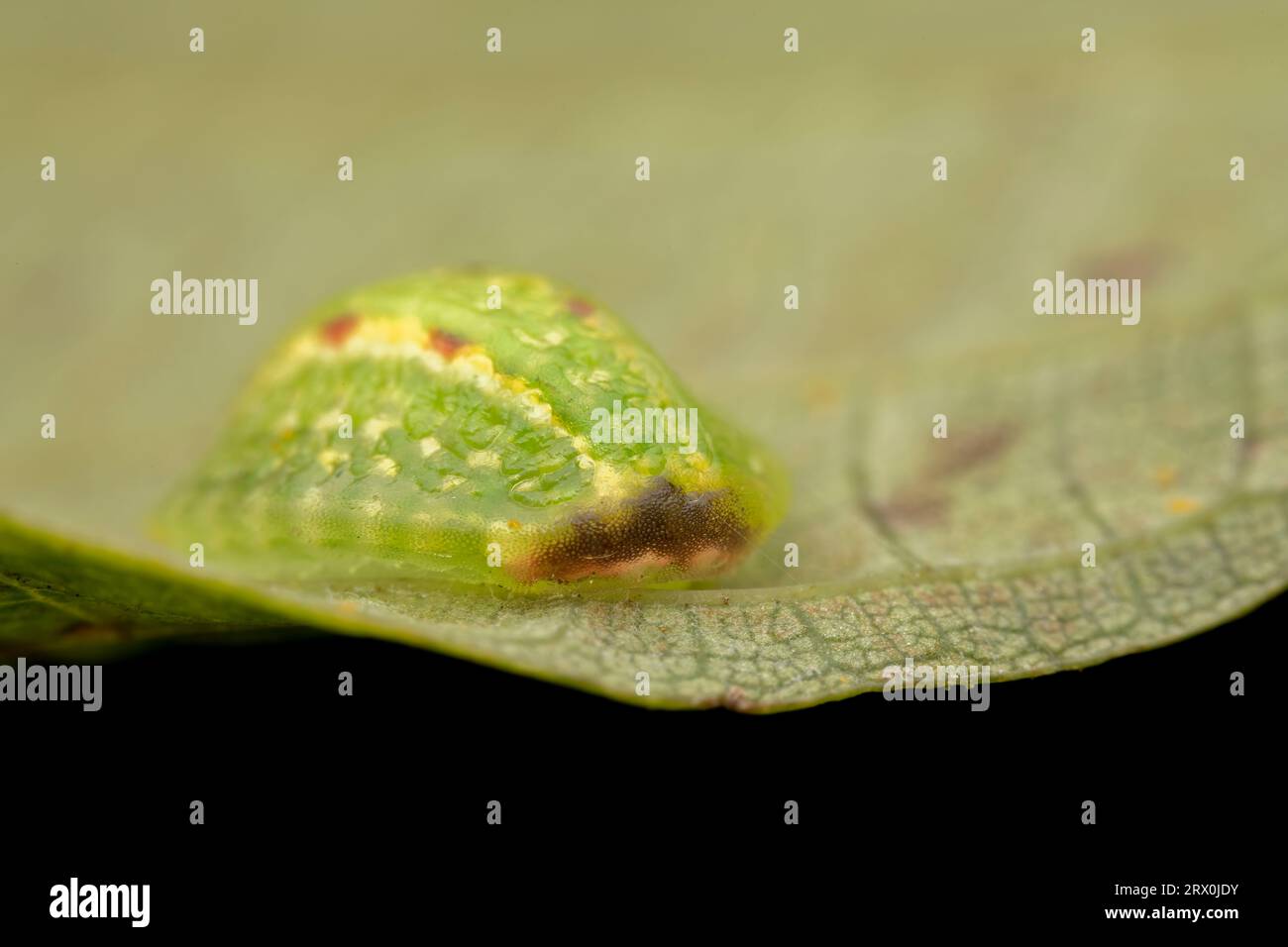 Limacodidae larva in the wild state Stock Photo - Alamy