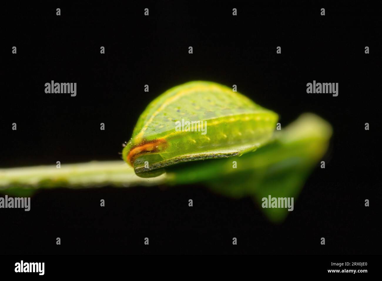 Limacodidae larva in the wild state Stock Photo - Alamy