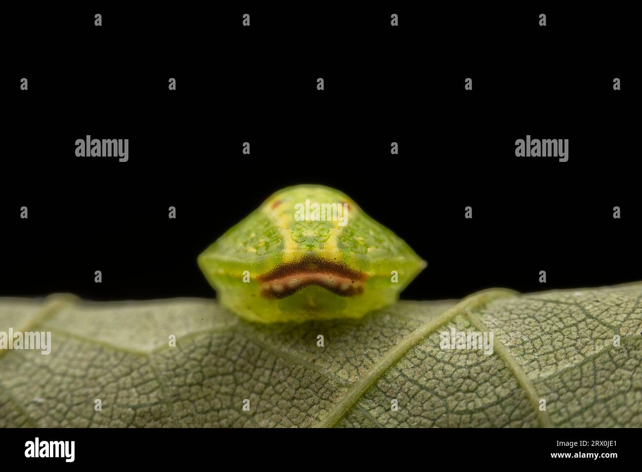 Eucleid hi-res stock photography and images - Alamy