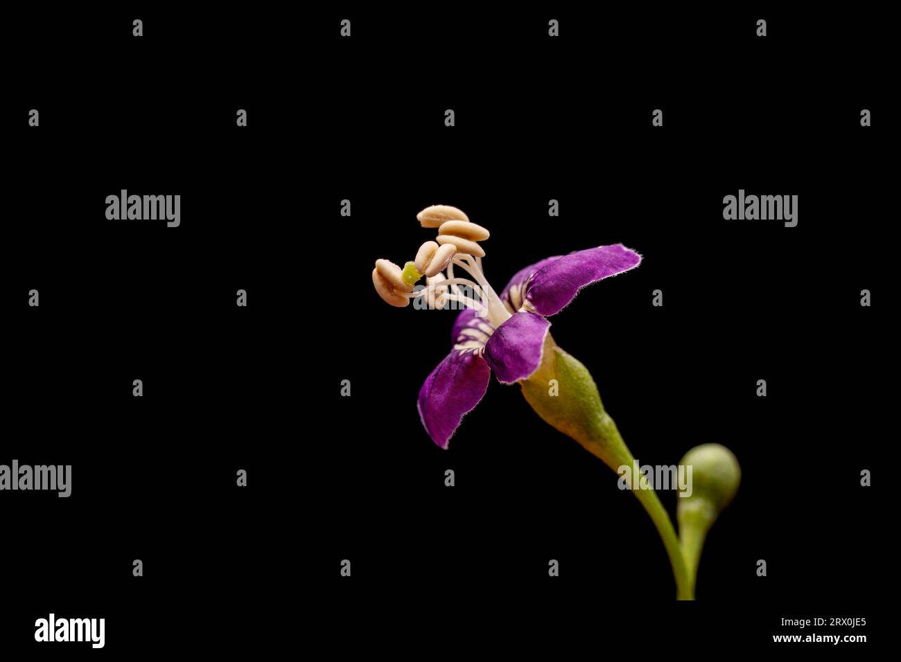 Chinese wolfberry flowers in the wild state Stock Photo - Alamy