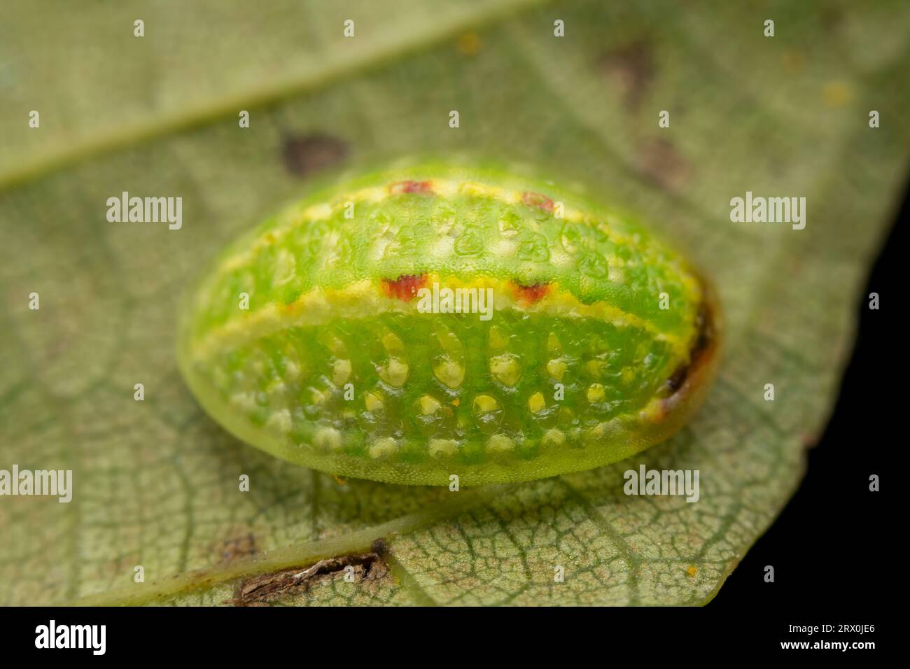 Eucleid hi-res stock photography and images - Alamy