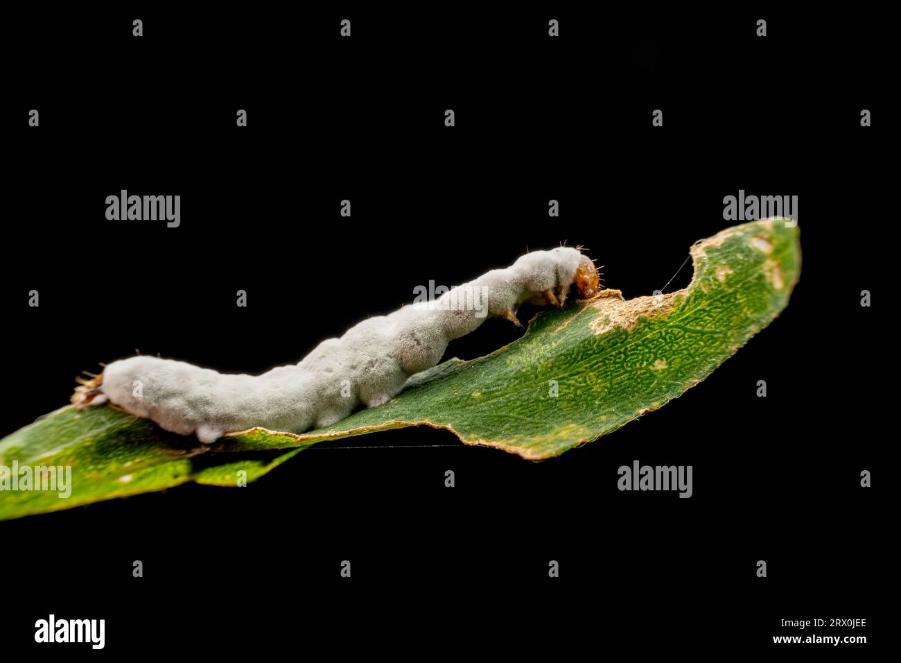 Lepidoptera Larvae Parasitized by Beauveria bassiana Stock Photo - Alamy