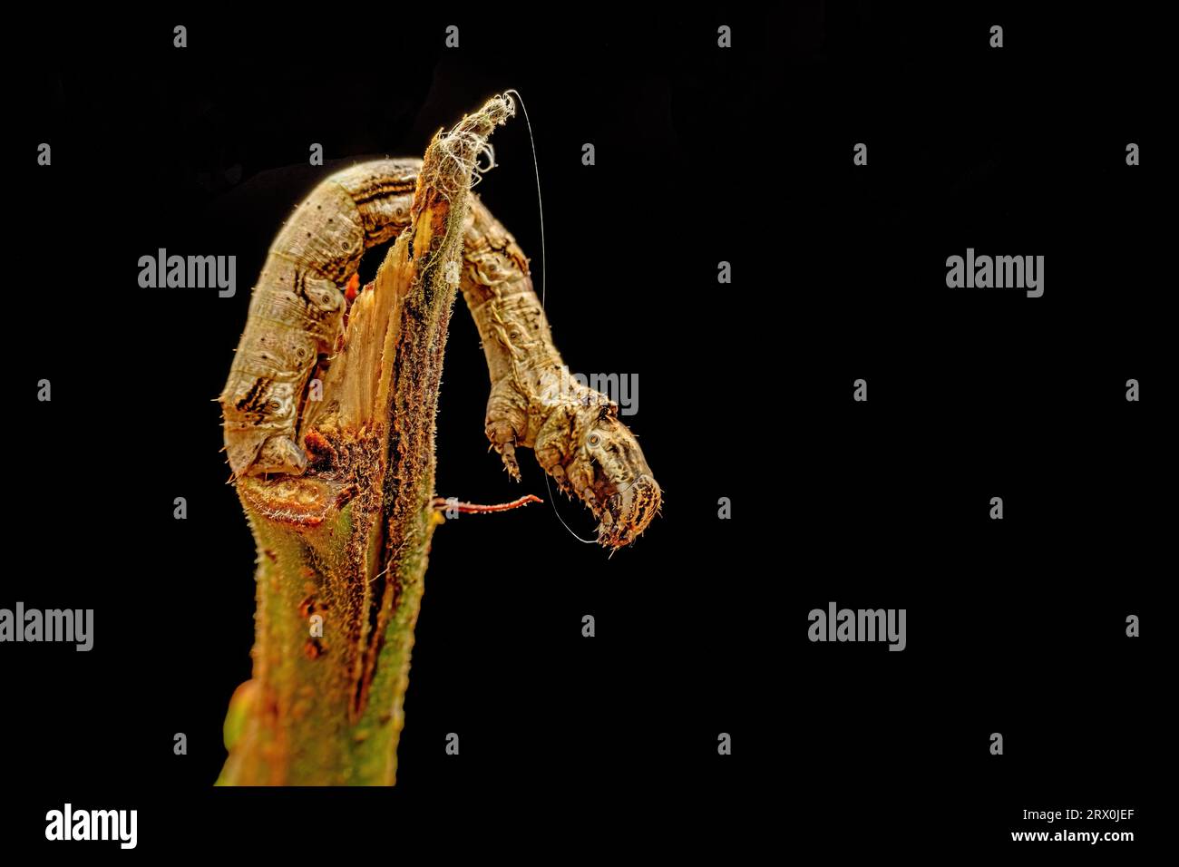 Inchworm close hi-res stock photography and images - Alamy