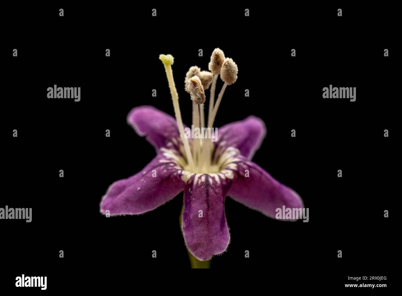 Chinese wolfberry flowers in the wild state Stock Photo - Alamy