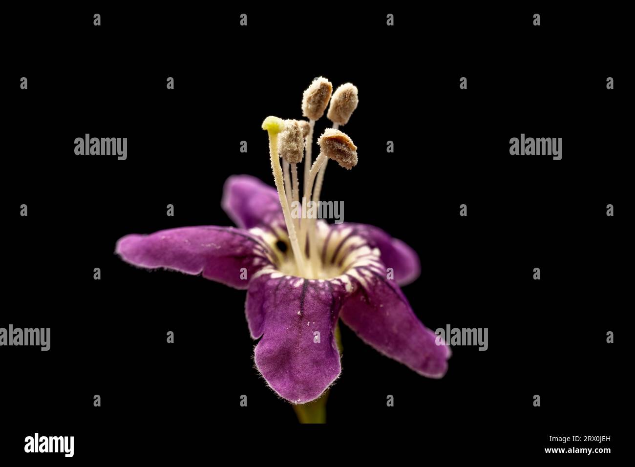 Chinese wolfberry flowers in the wild state Stock Photo - Alamy