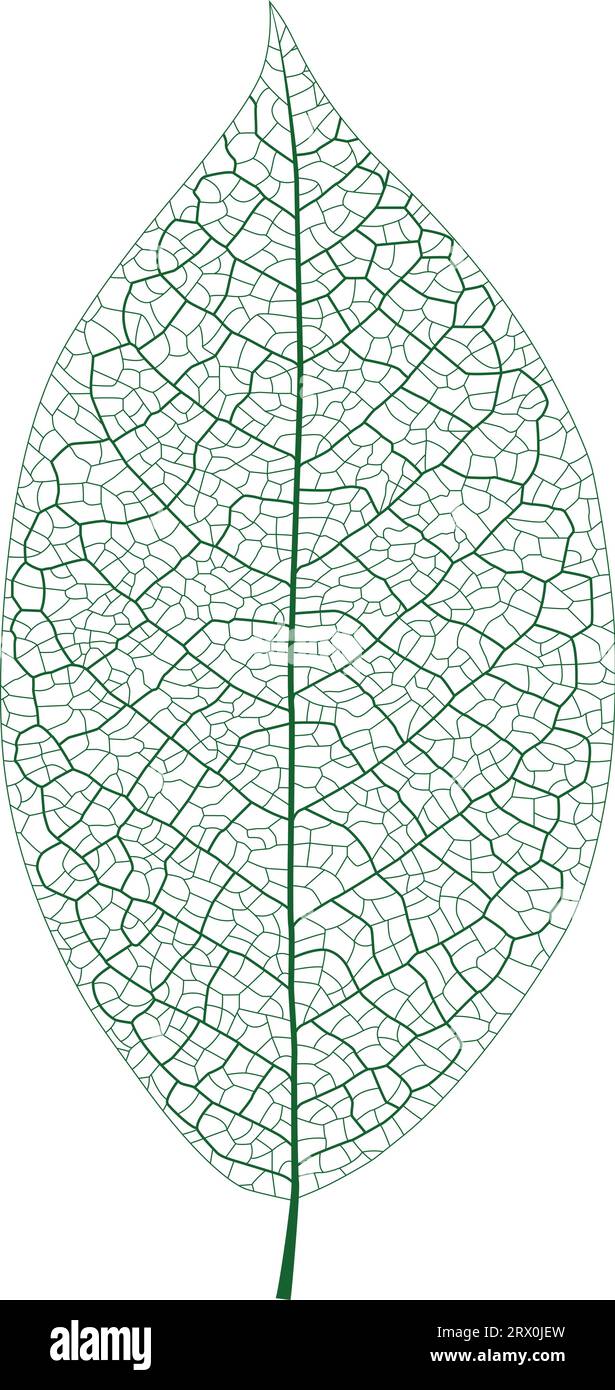 Layered vector illustration of Leaf Vein Stock Vector Image & Art - Alamy