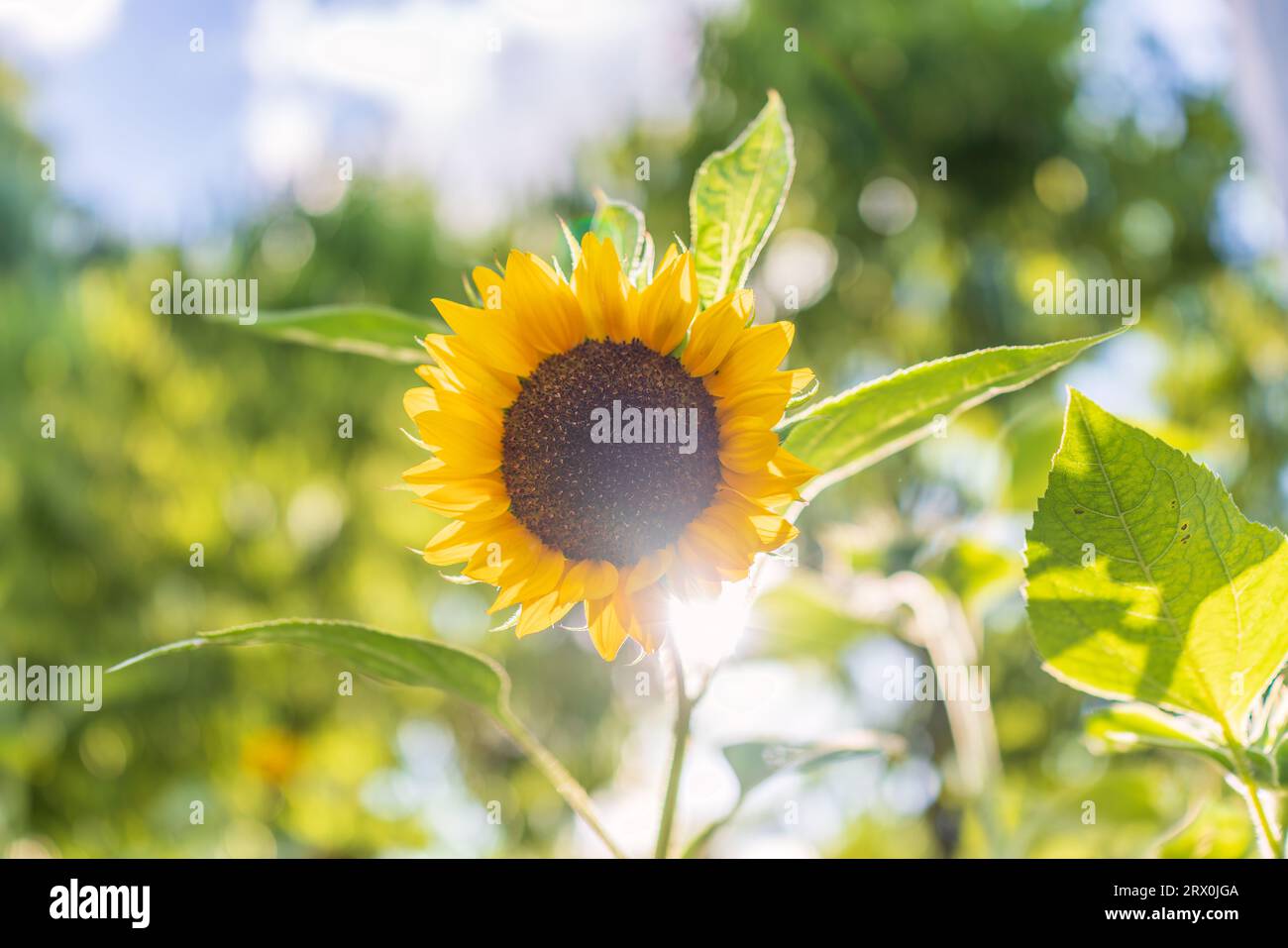 Setting sun over field of blooming sunflowers. Bright photo of ...
