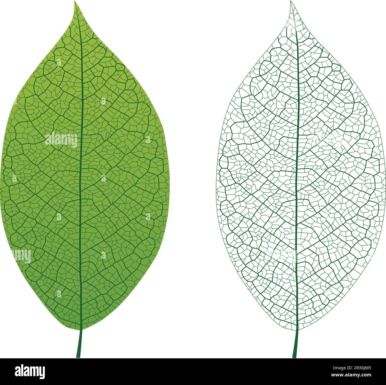 Vein detail Stock Vector Images - Alamy