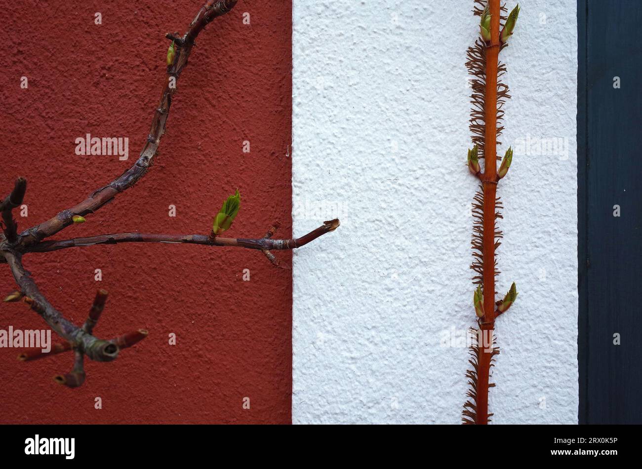 Ivy vegetation hi-res stock photography and images - Alamy
