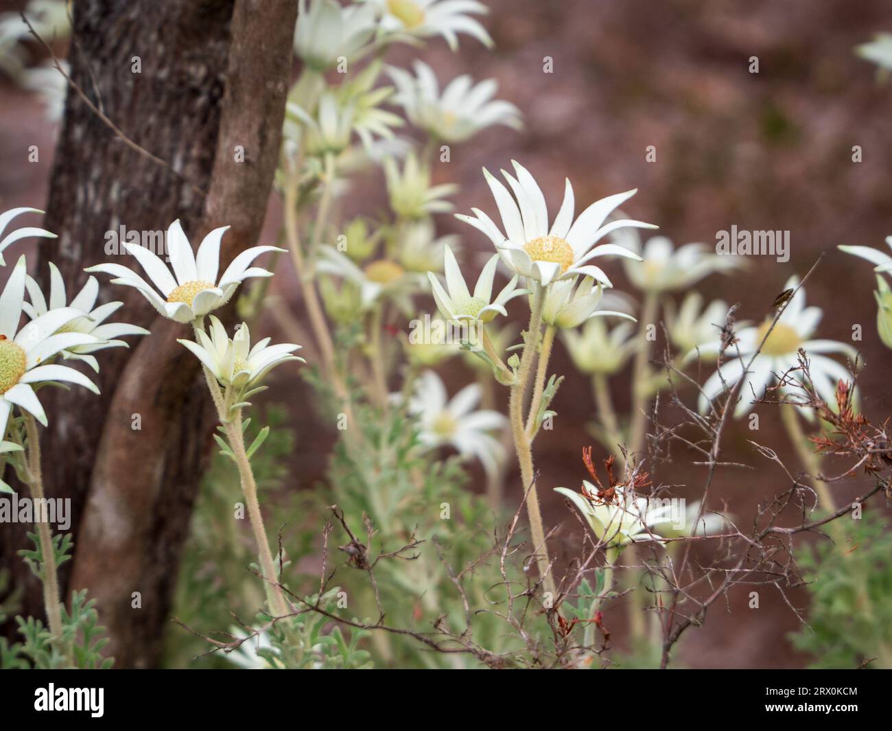 Sydney flannel flower hi-res stock photography and images - Alamy