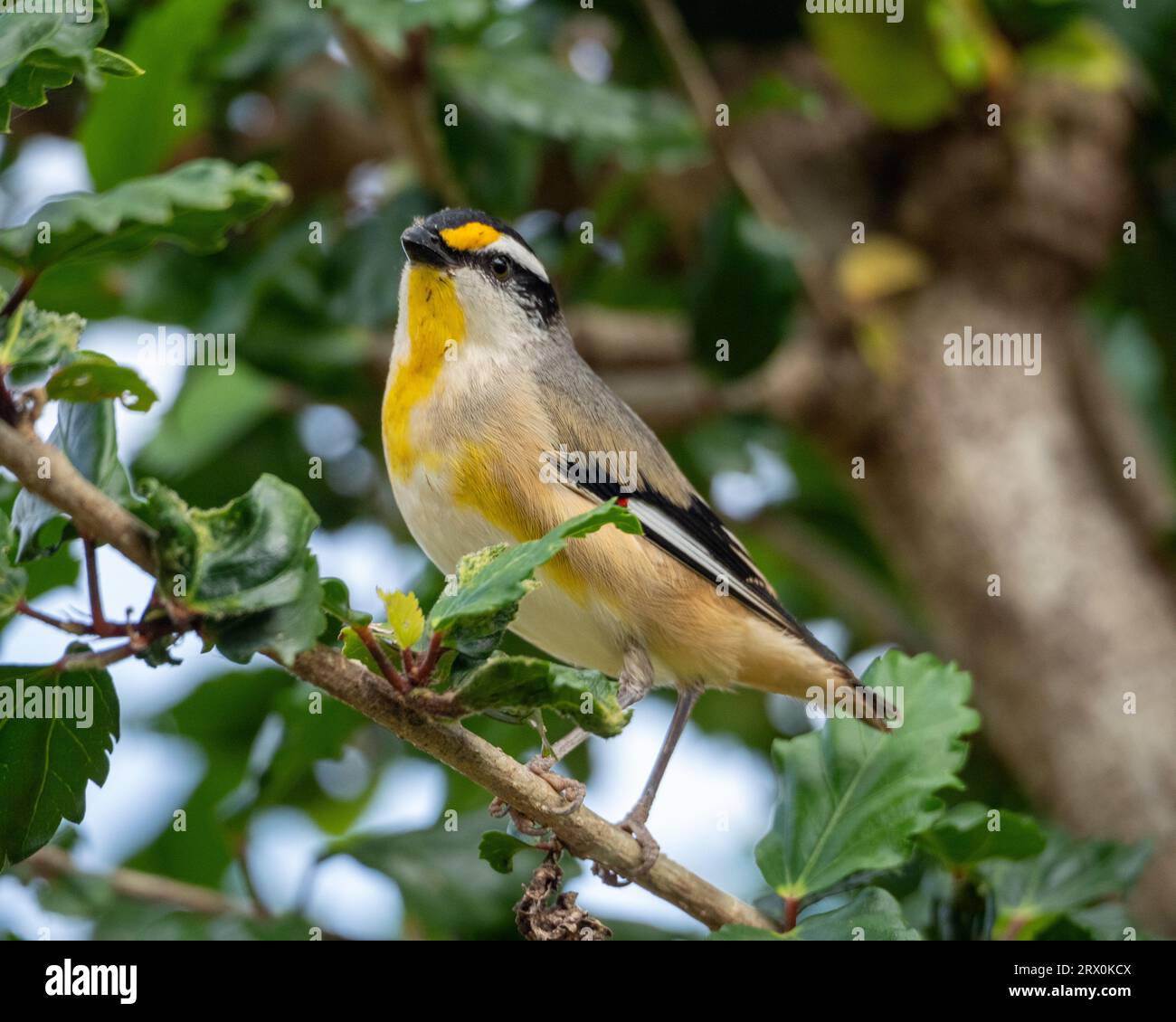 Striated Pardalote bird, small yellow black grey and white feathered ...