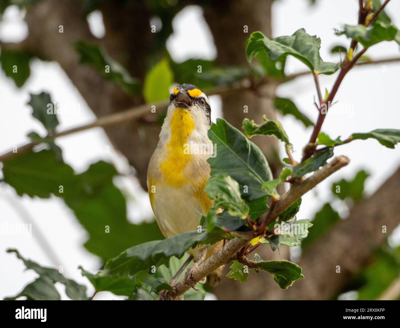 Striated Pardalote bird, small yellow black grey and white feathered ...