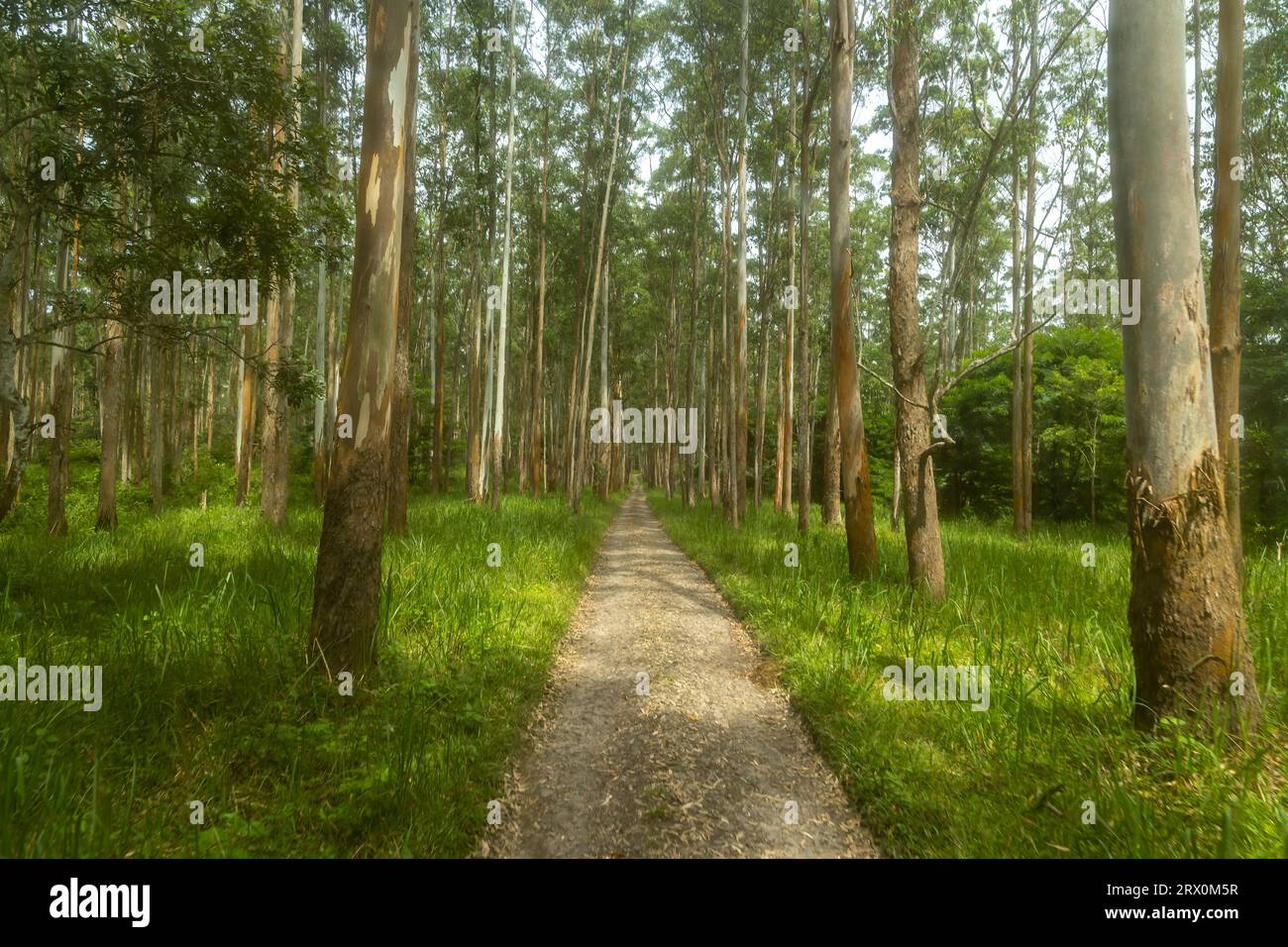 Beautiful landscape scenery from Kerala during monsoon season Stock ...