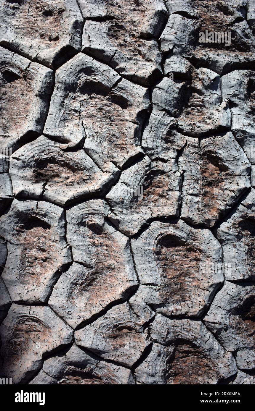 Bark of monkey puzzle tree Araucaria Araucana close up, in Villarrica ...