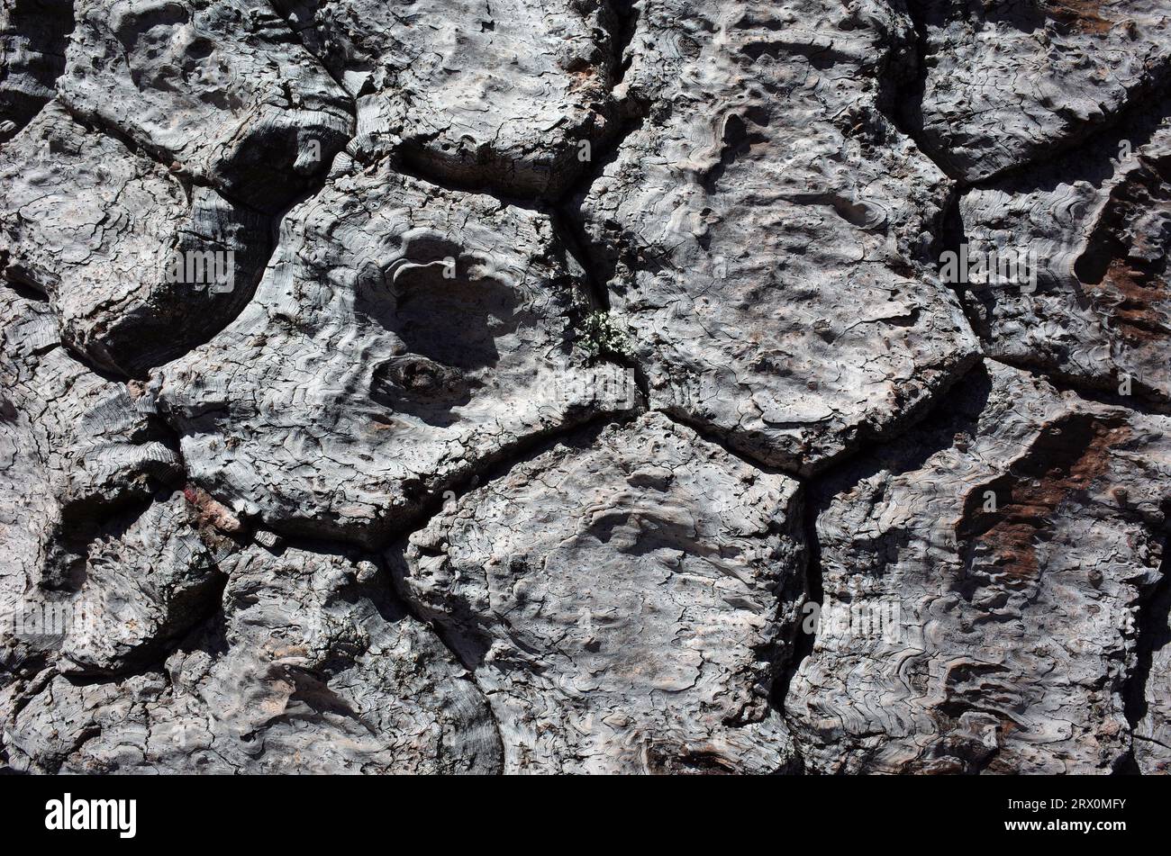 Monkey puzzle tree bark close up Araucaria Araucana, in Villarrica ...