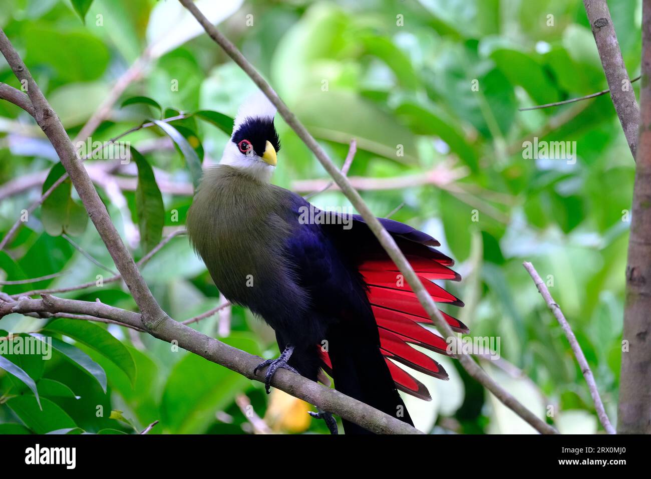 A beautiful white-crested turaco (Tauraco leucolophus) bird perched ...