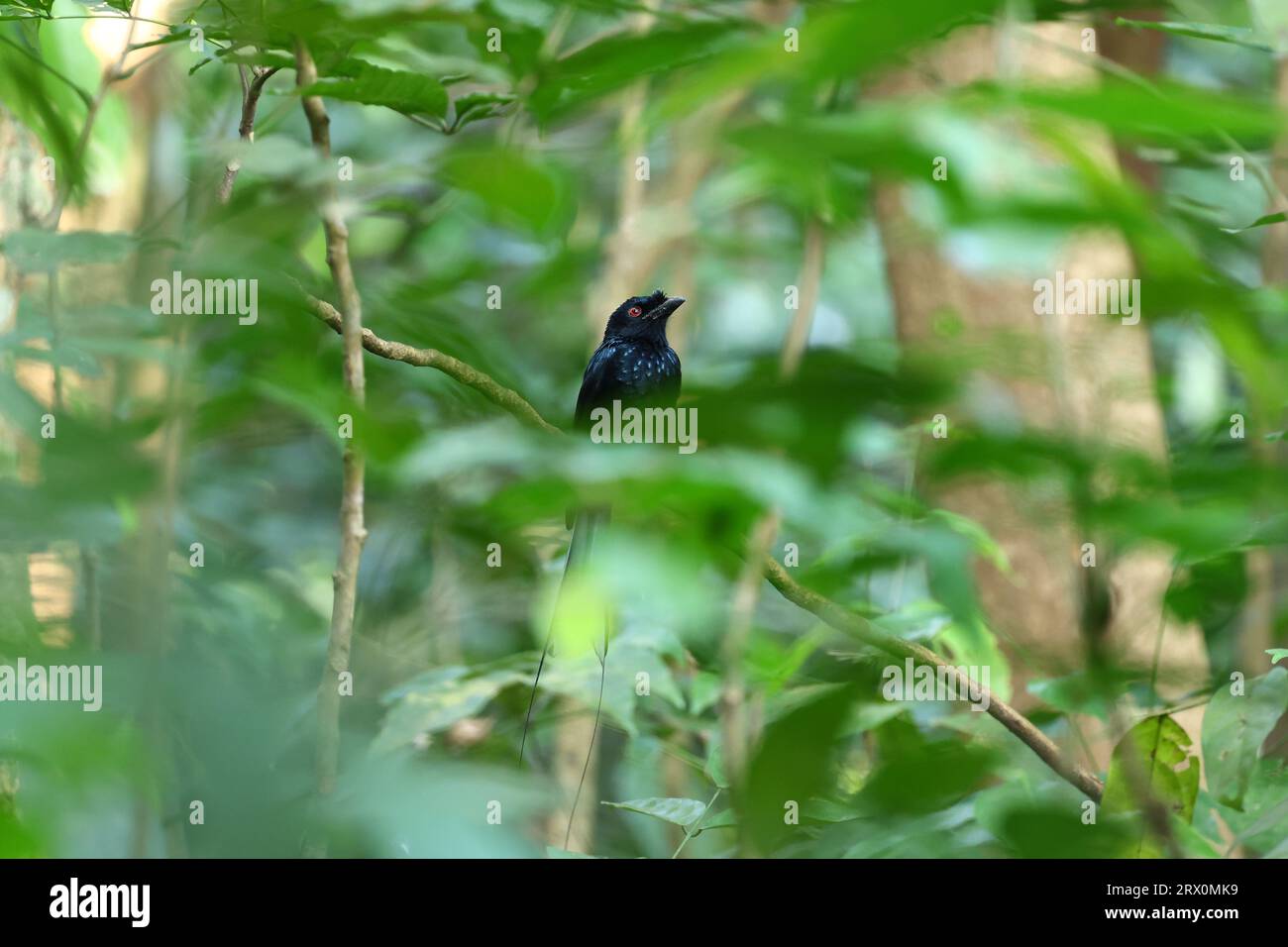 Drongo in flight hi-res stock photography and images - Alamy