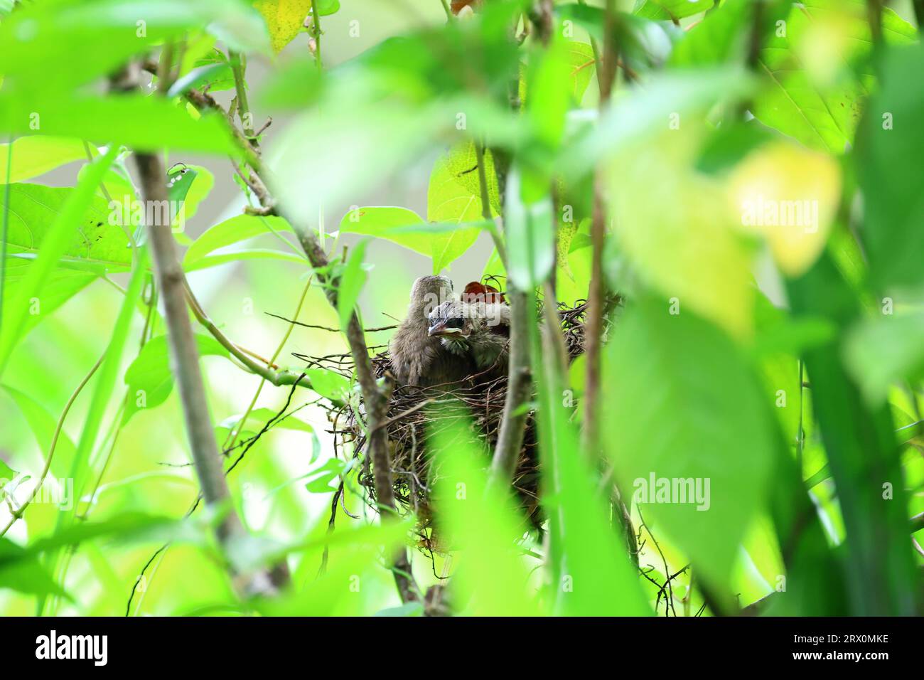A small bird's nest perched atop a thick green bush, the verdant ...
