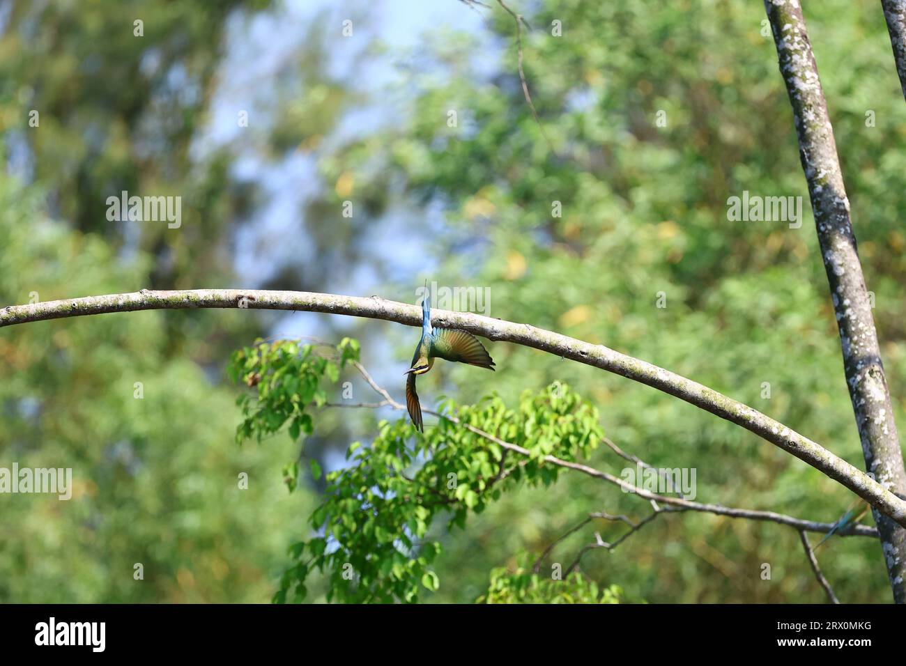 A Broad-billed Motmot (Electron platyrhynchum) in flight in a forest ...
