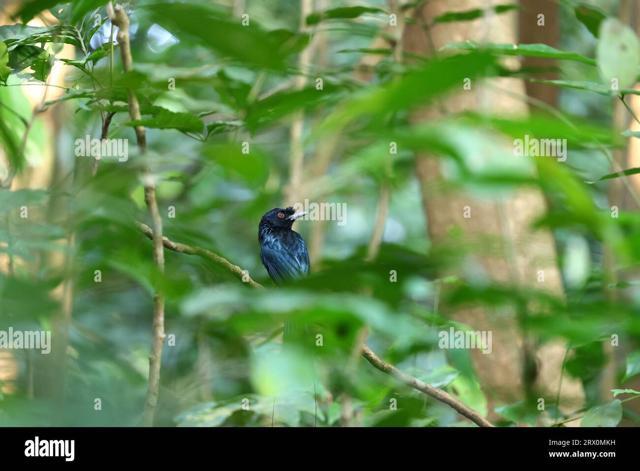 Drongo in flight hi-res stock photography and images - Alamy
