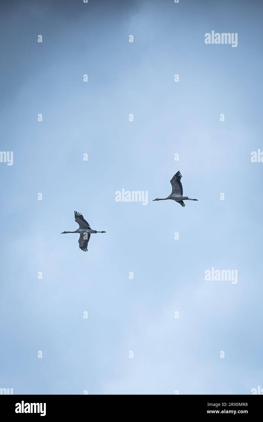 Pair of blue cranes hi-res stock photography and images - Alamy