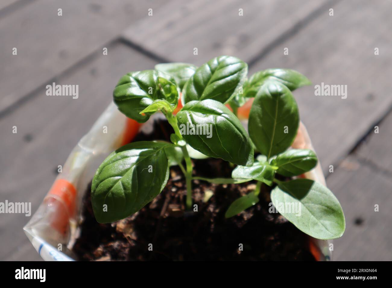 Close up of seedlings growing in pot. Potted plants. Basil seedlings in ...