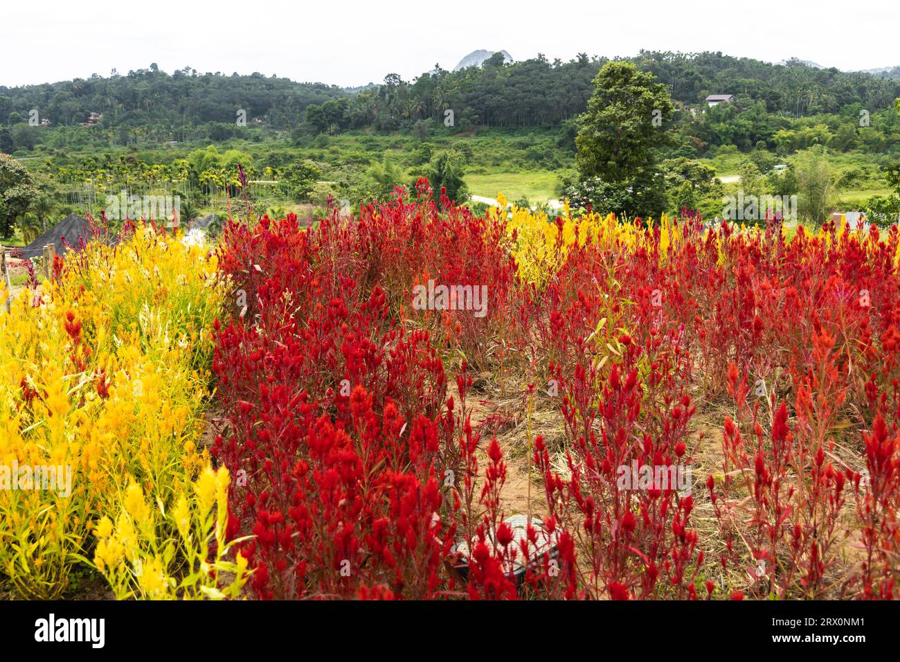 Karapuzha Dam, Adventure Park and Garden, Wayanad, Kerala. India Stock ...