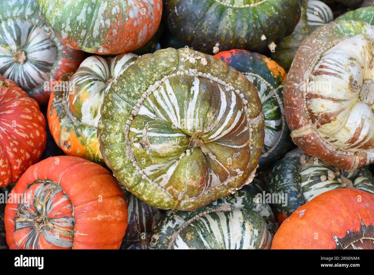 Green colored Turban squash with warts on skin on pile of colorful ...