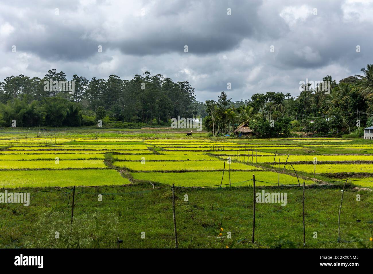 Beautiful greenery view from Kerala highways roads Stock Photo - Alamy