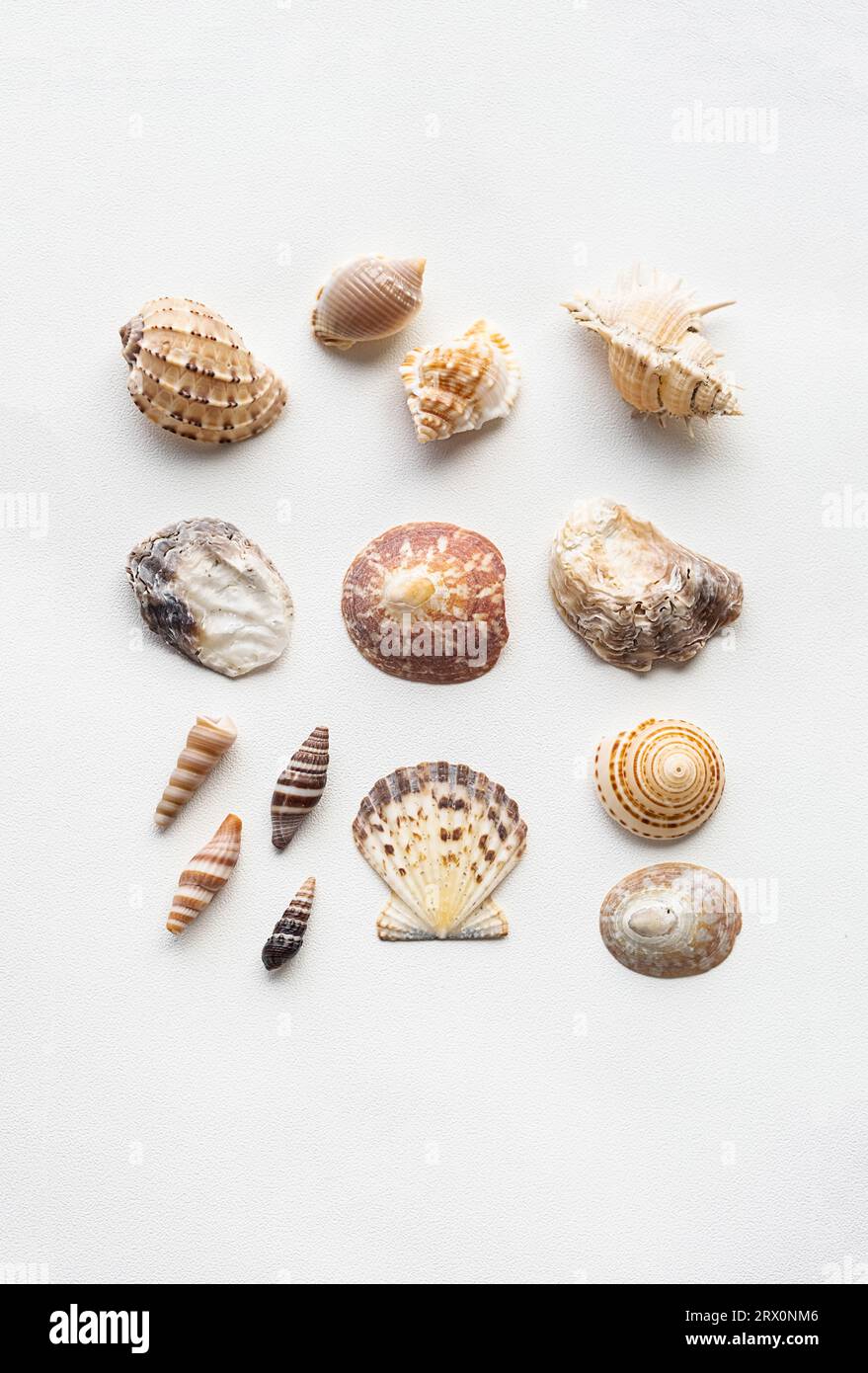 Sea shells marine aesthetic. Poster for modern interior Stock Photo - Alamy