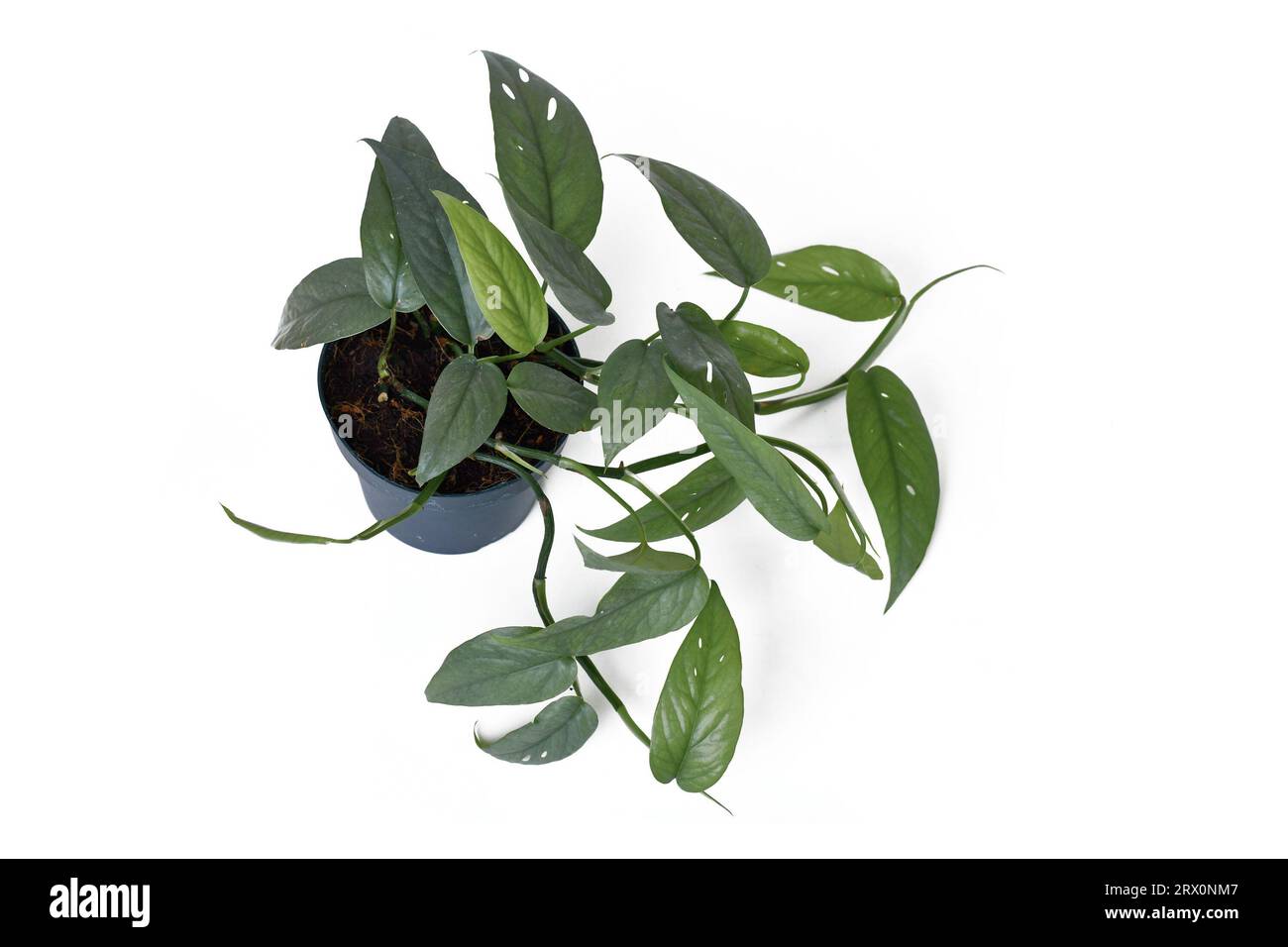 Top view of tropical 'Epipremnum Pinnatum Cebu Blue' houseplant with ...