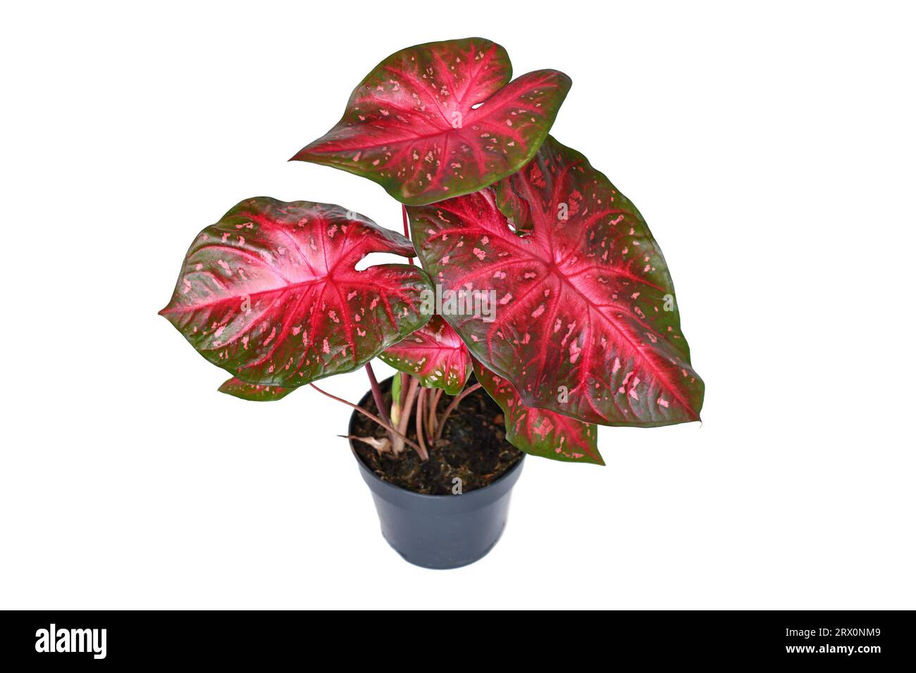 Exotic Caladium Red Flash houseplant with bright red leaves in pot on ...