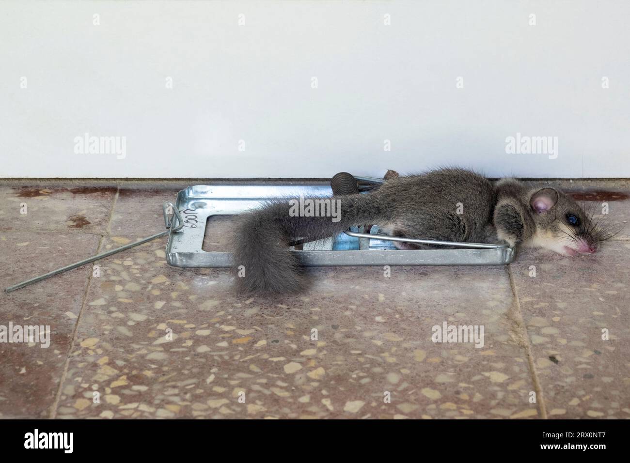 dead european edible dormouse glis glis caught in powerful spring rat ...