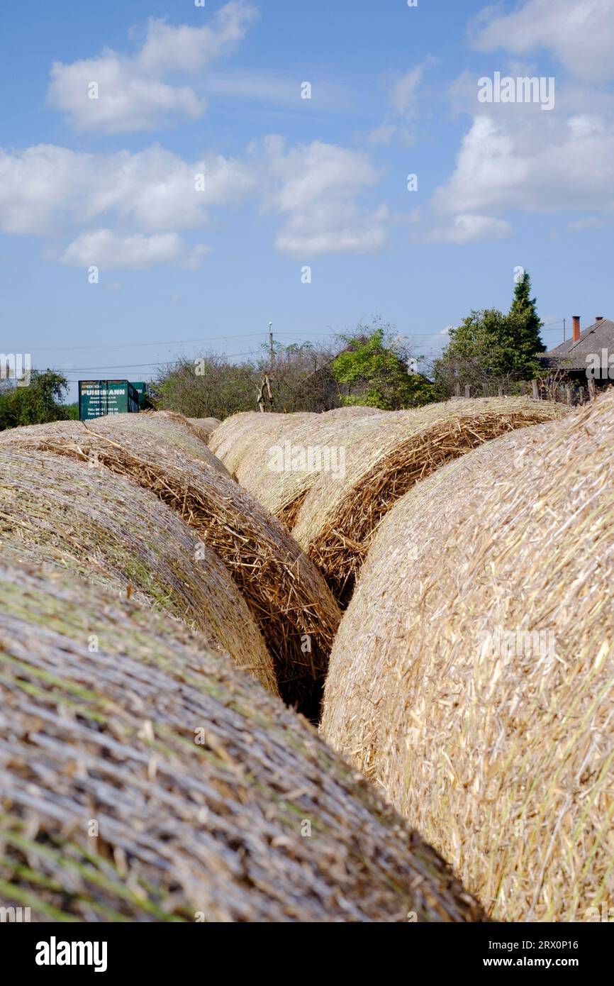 round circular hay bales in long line stored in farm field zala county ...