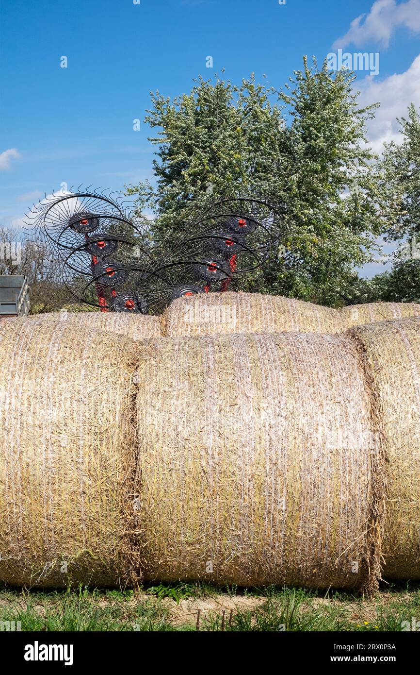 round circular hay bales in long line stored in farm field zala county ...