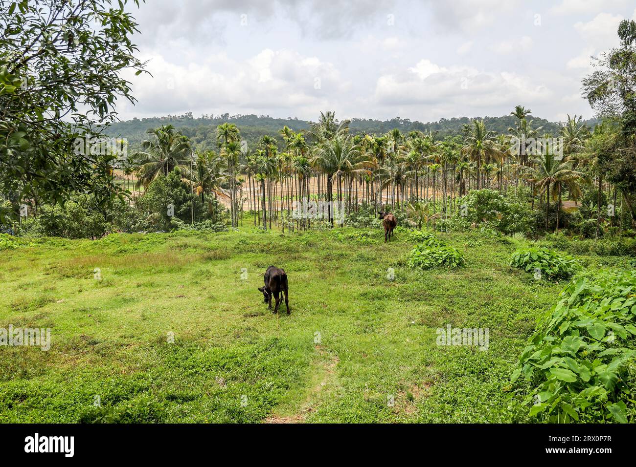 Beautiful greenery view from Kerala highways roads Stock Photo - Alamy