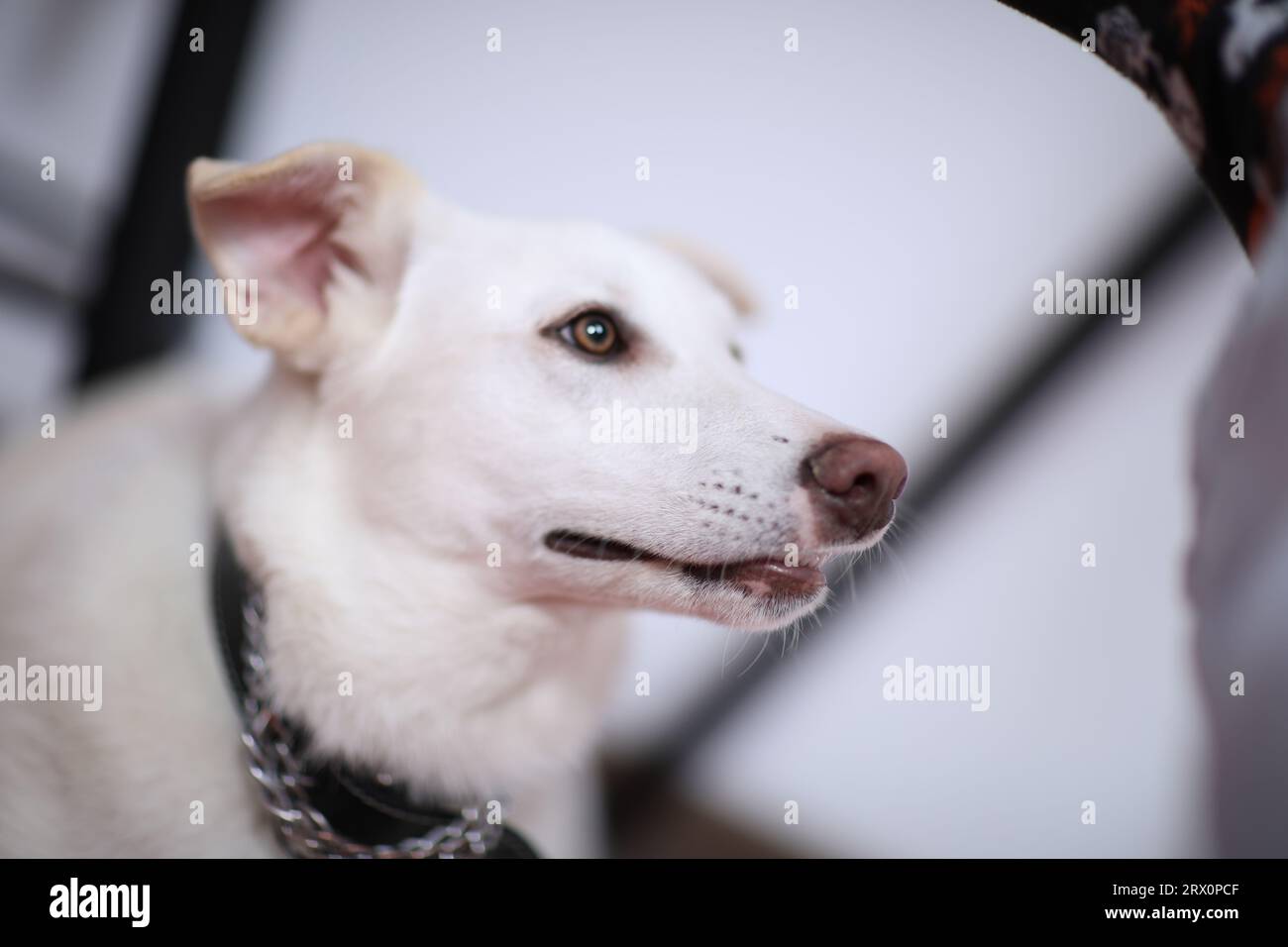 Candid portrait of dog hi-res stock photography and images - Alamy