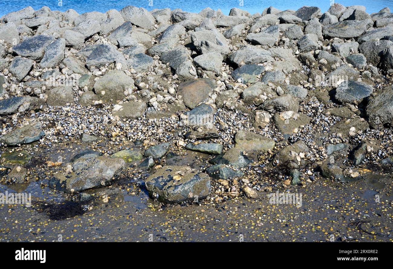 Coastal groyne with mussels and oysters,North Sea,North Frisia,Germany ...