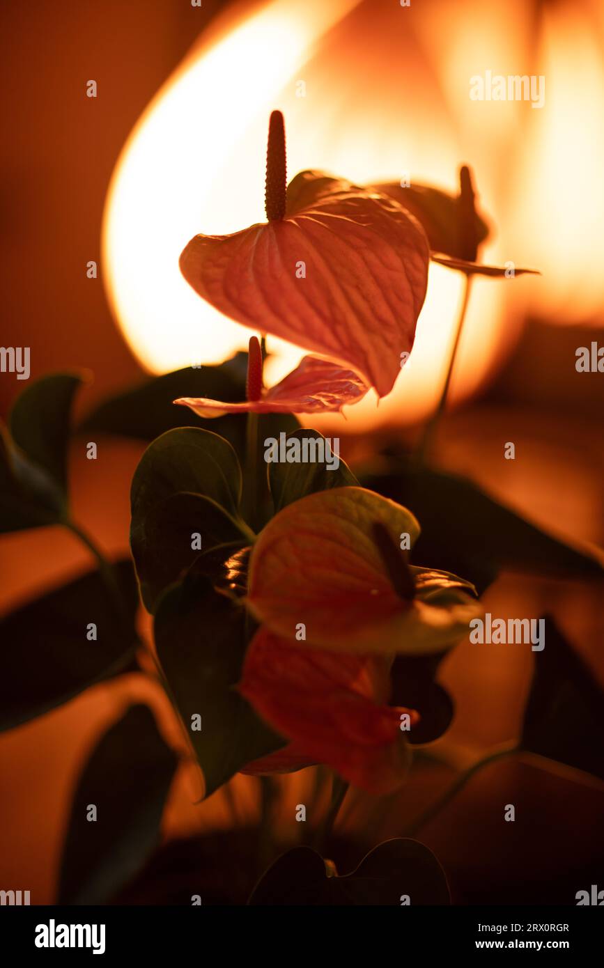 Warm backlight hi-res stock photography and images - Alamy