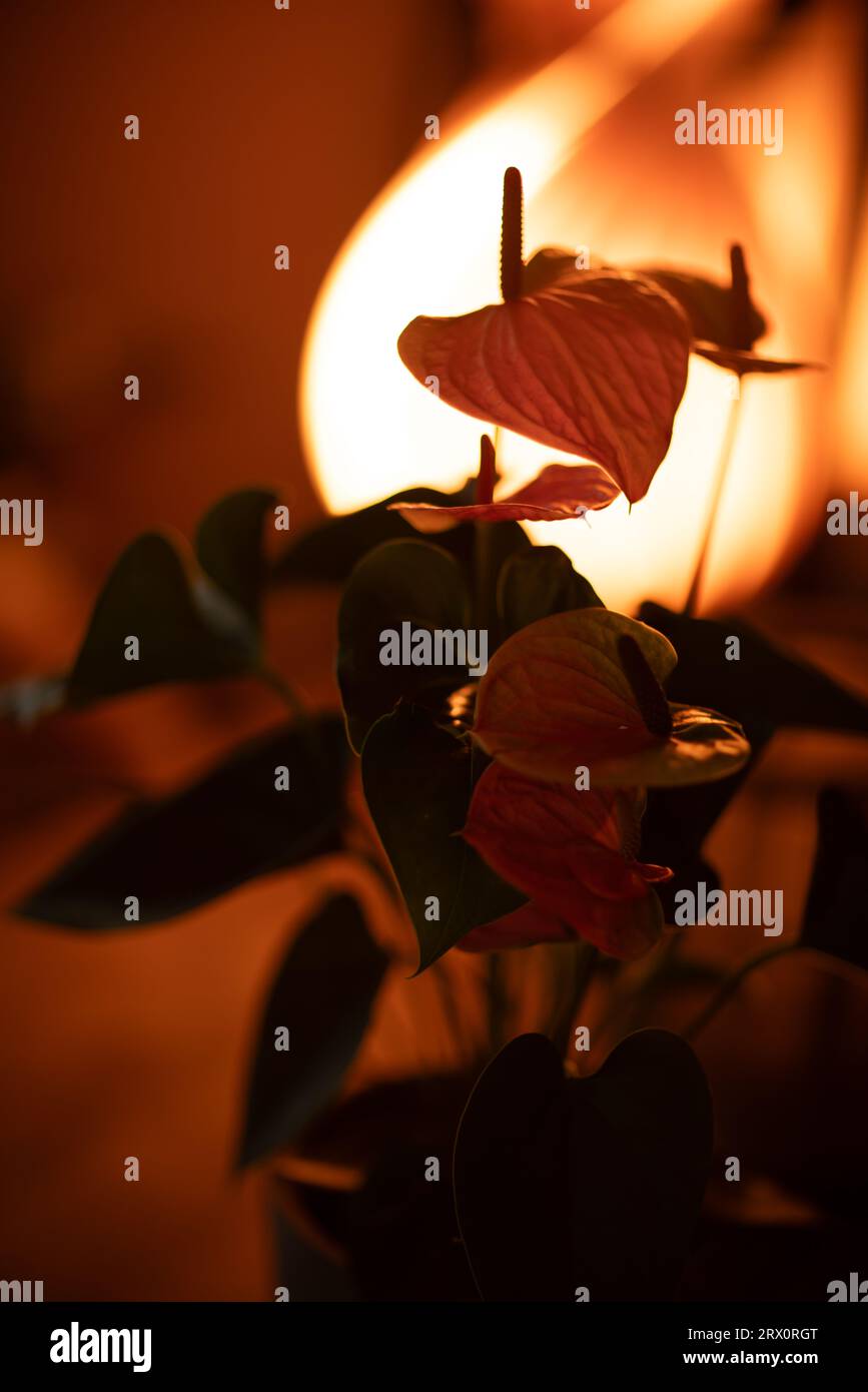 Warm backlight hi-res stock photography and images - Alamy