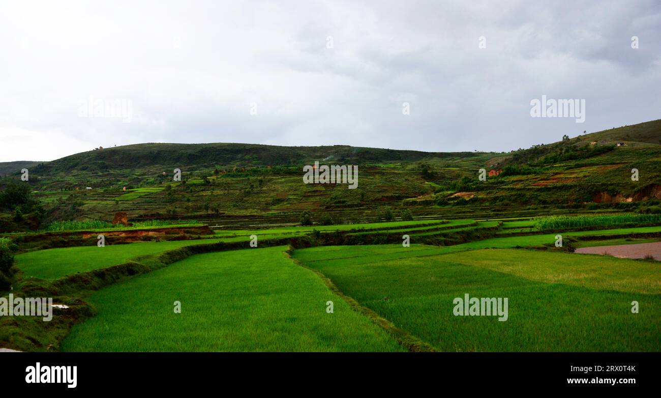 Rice cultivation paddy fields hi-res stock photography and images - Alamy