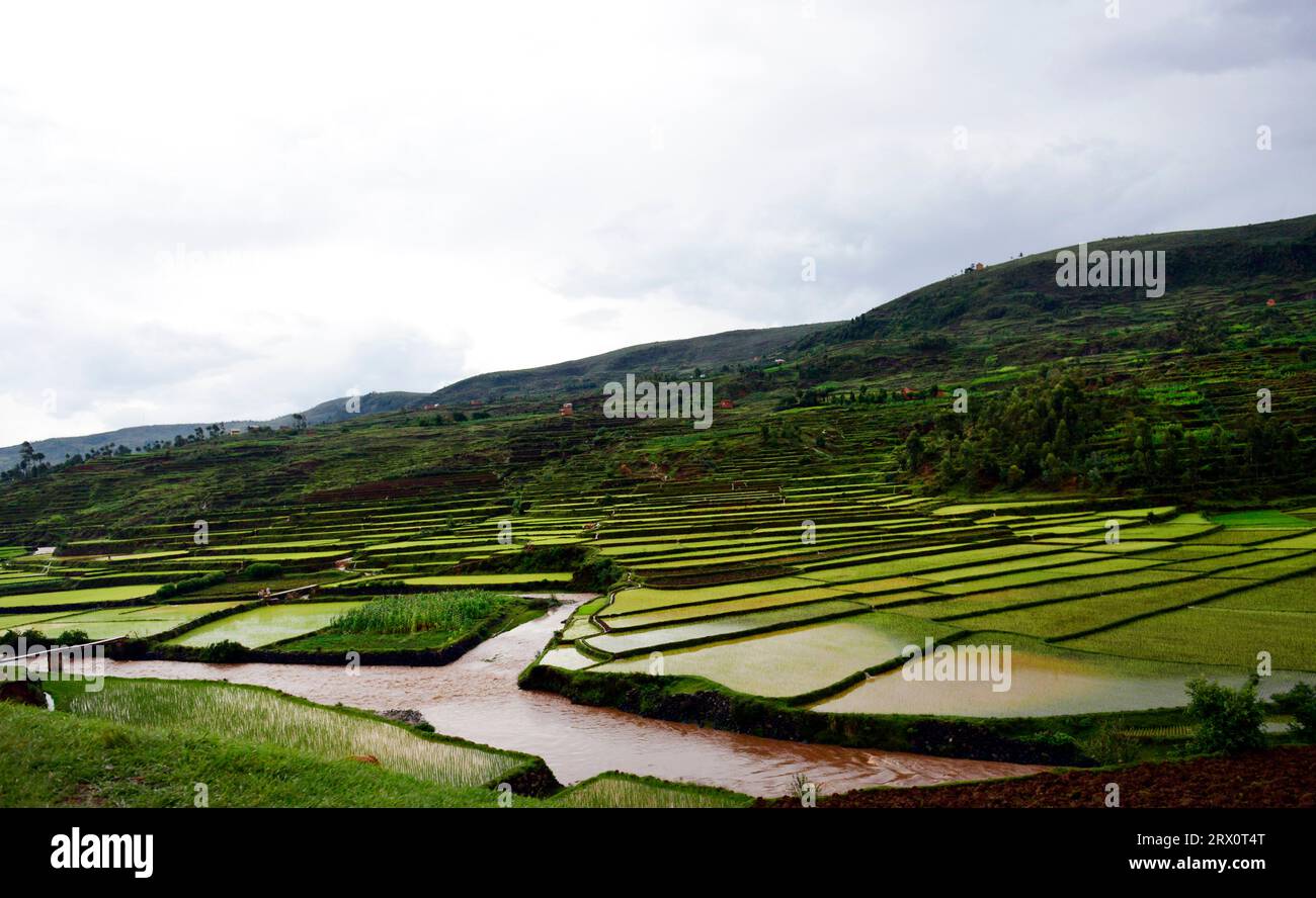 Paddy fields cultivation in Central East Madagascar Stock Photo - Alamy