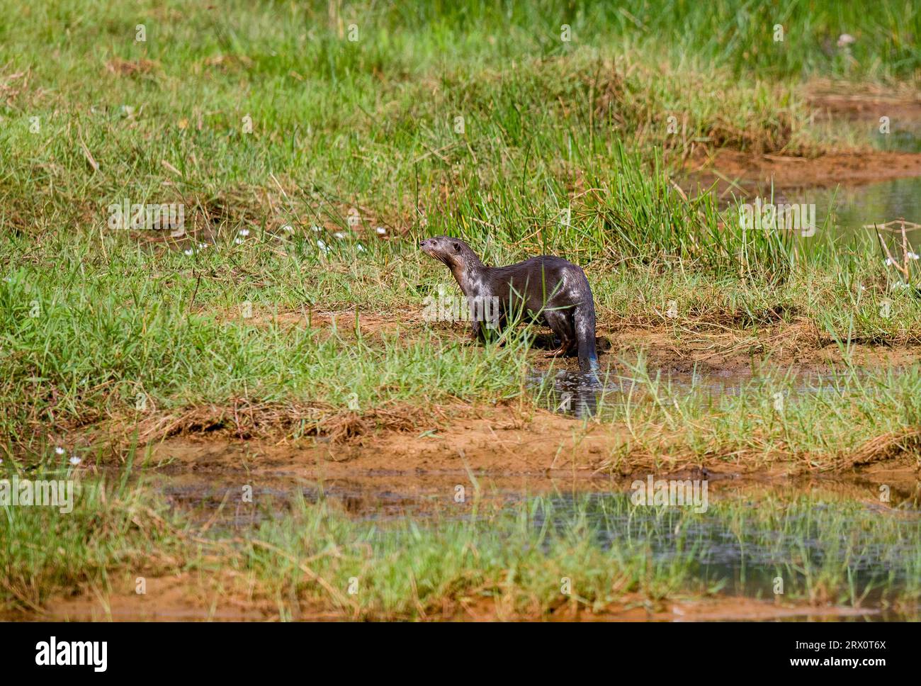 Protecting otter habitats hi-res stock photography and images - Alamy