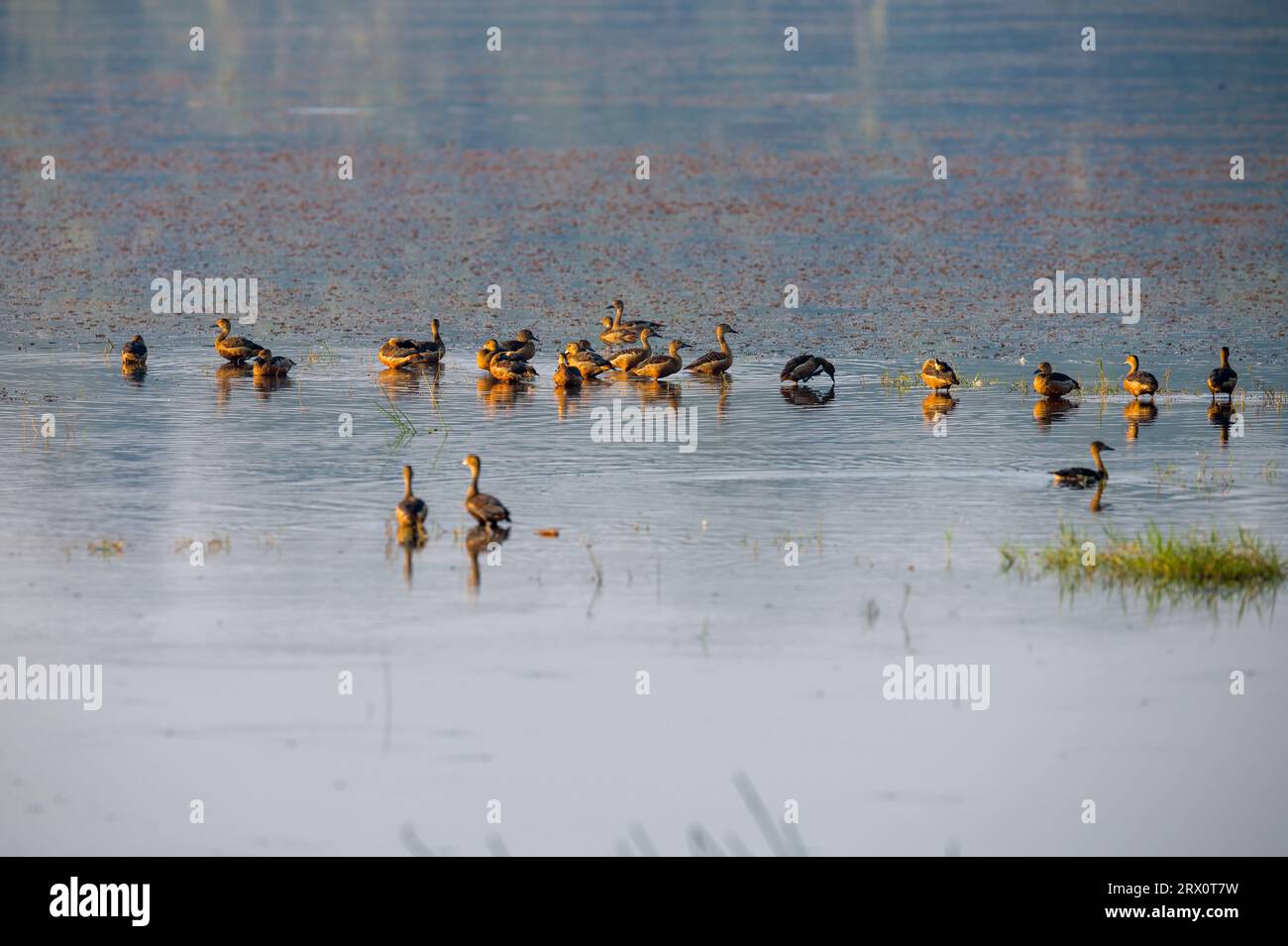 Tranquil Harmony: Lesser Whistling Ducks Gracefully Gather in a Calm ...
