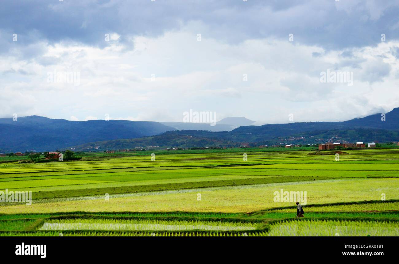 Paddy fields cultivation in Central East Madagascar Stock Photo - Alamy