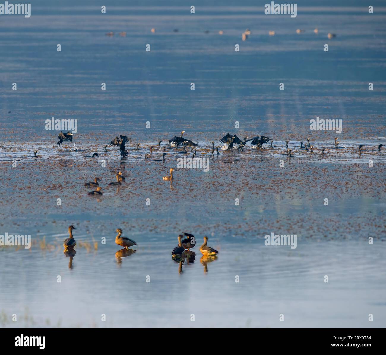 Tranquil Harmony: Lesser Whistling Ducks Gracefully Gather in a Calm ...
