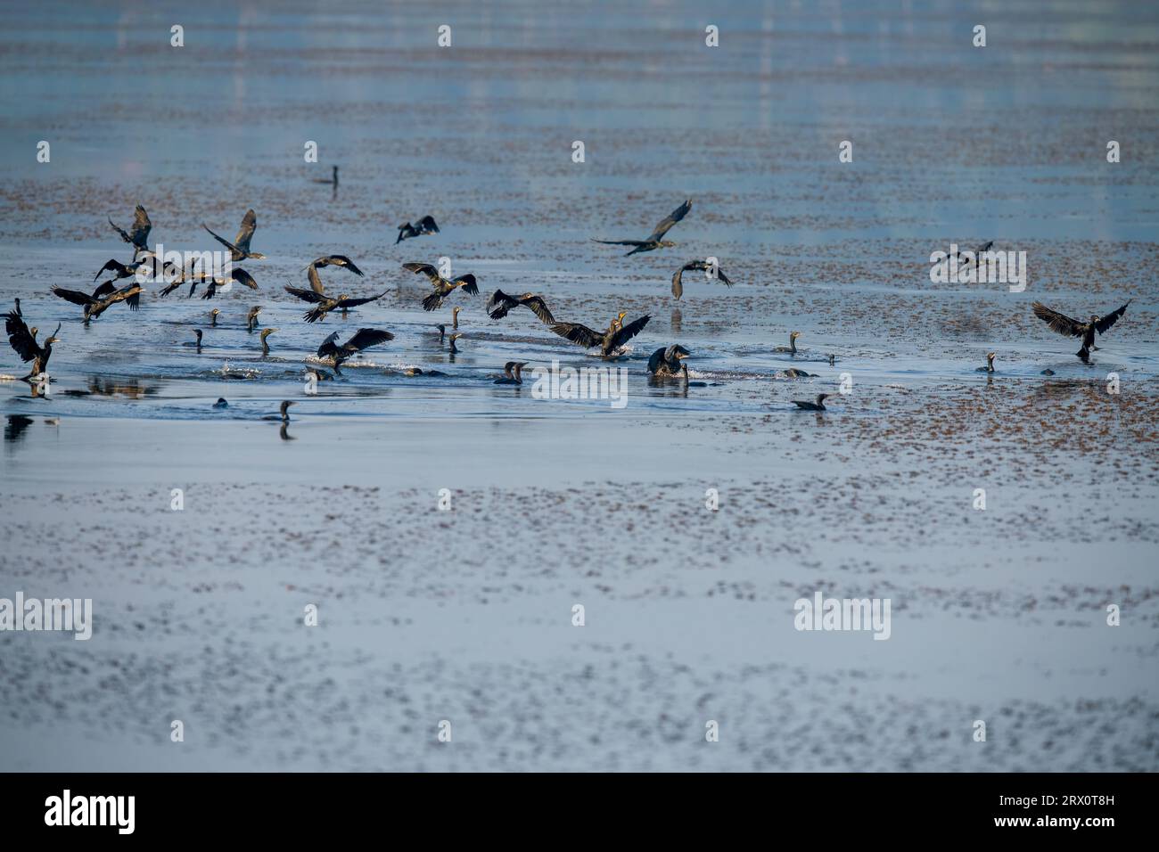 Tranquil Harmony: Lesser Whistling Ducks Gracefully Gather in a Calm ...