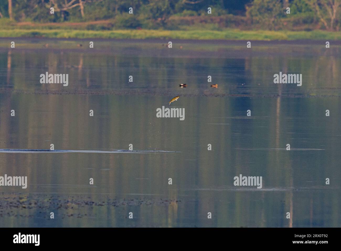 Capturing the Energetic Spirit of Kerala's Leaping Freshwater Fish ...